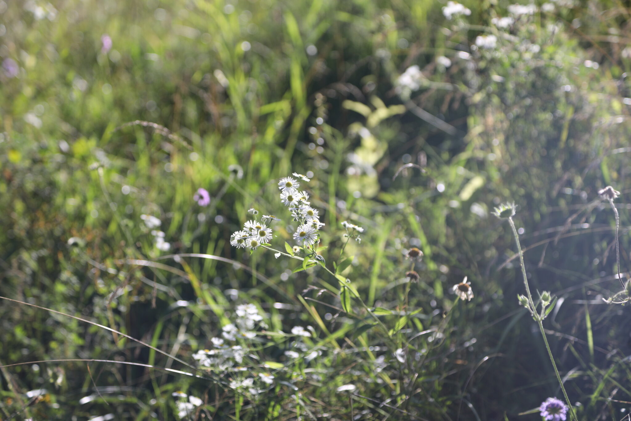 Išbraidytos Vilniaus pievos • Neakivaizdinis Vilnius